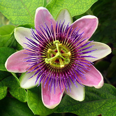 The Most Beautiful Flowers in the World | Petal Talk