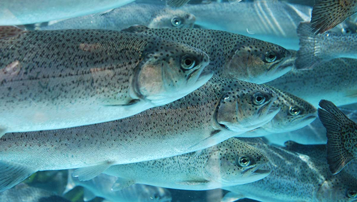 Do Fish Age? | Vital Choice