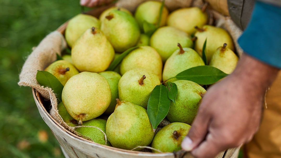 Types of Pears | The Table by Harry & David