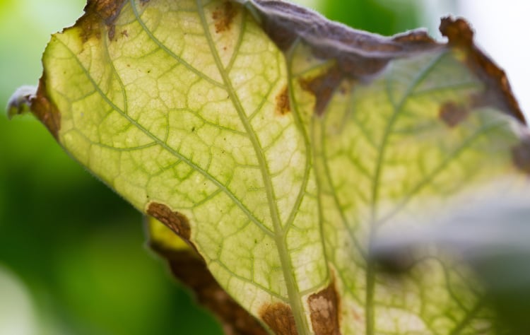 Plant Basics | Common Houseplant Issues | Petal Talk