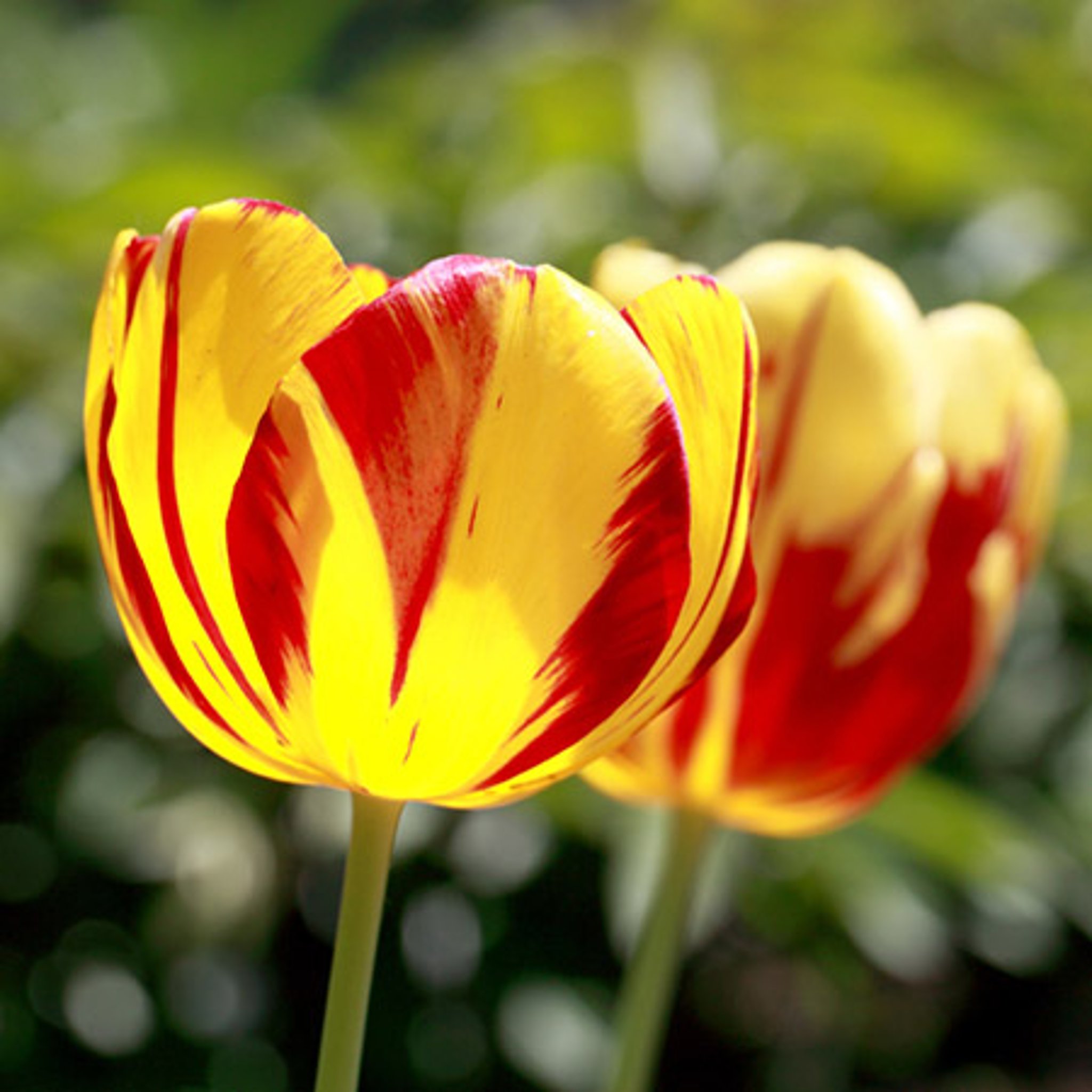 The Most Beautiful Flowers in the World | Petal Talk