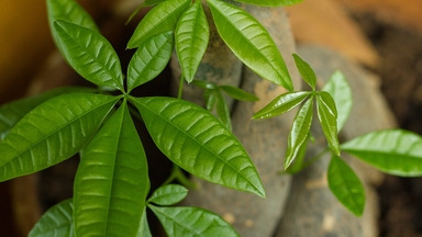 The Money Tree and Its Luck | The Table by Harry & David