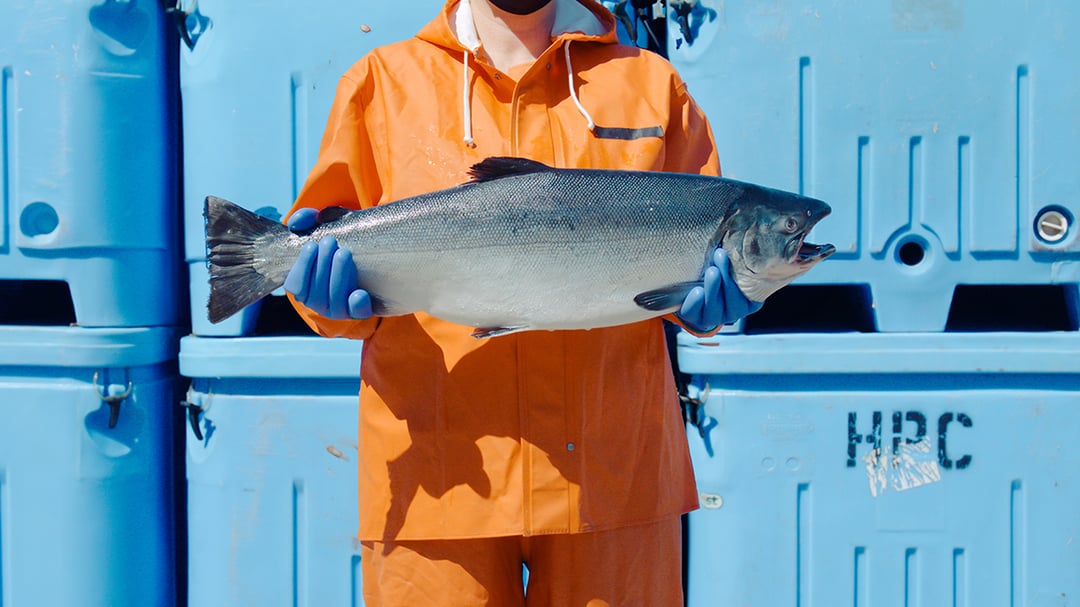 Get to Know the 5 Types of Salmon | Vital Choice