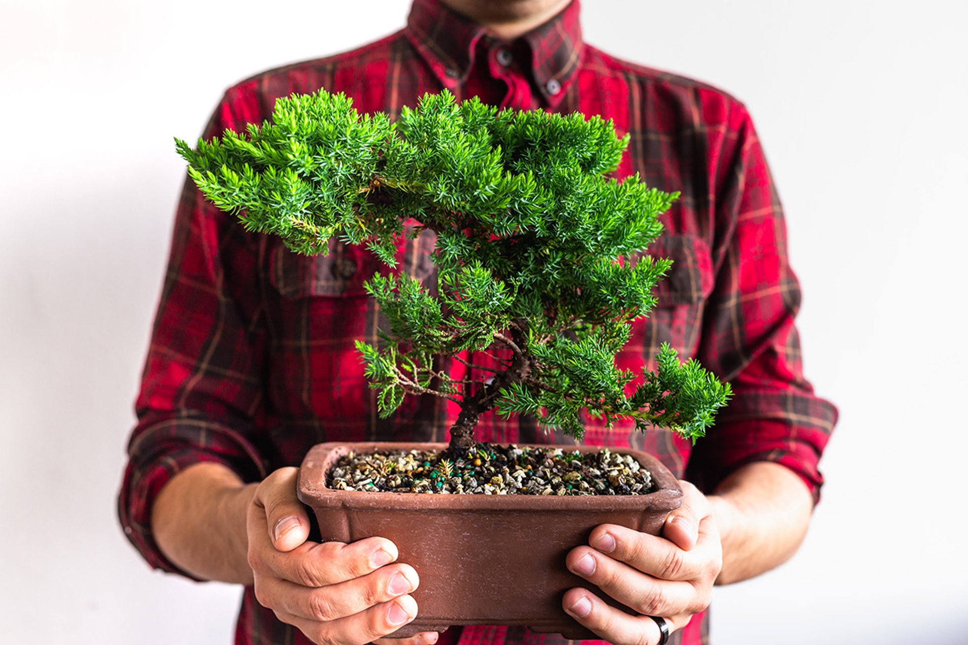 Types of Bonsai Trees to Grow at Home | Petal Talk