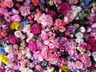 The History and Symbolism of Roses | Petal Talk