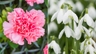 January Birth Flowers: The Carnation & Snowdrop | Petal Talk