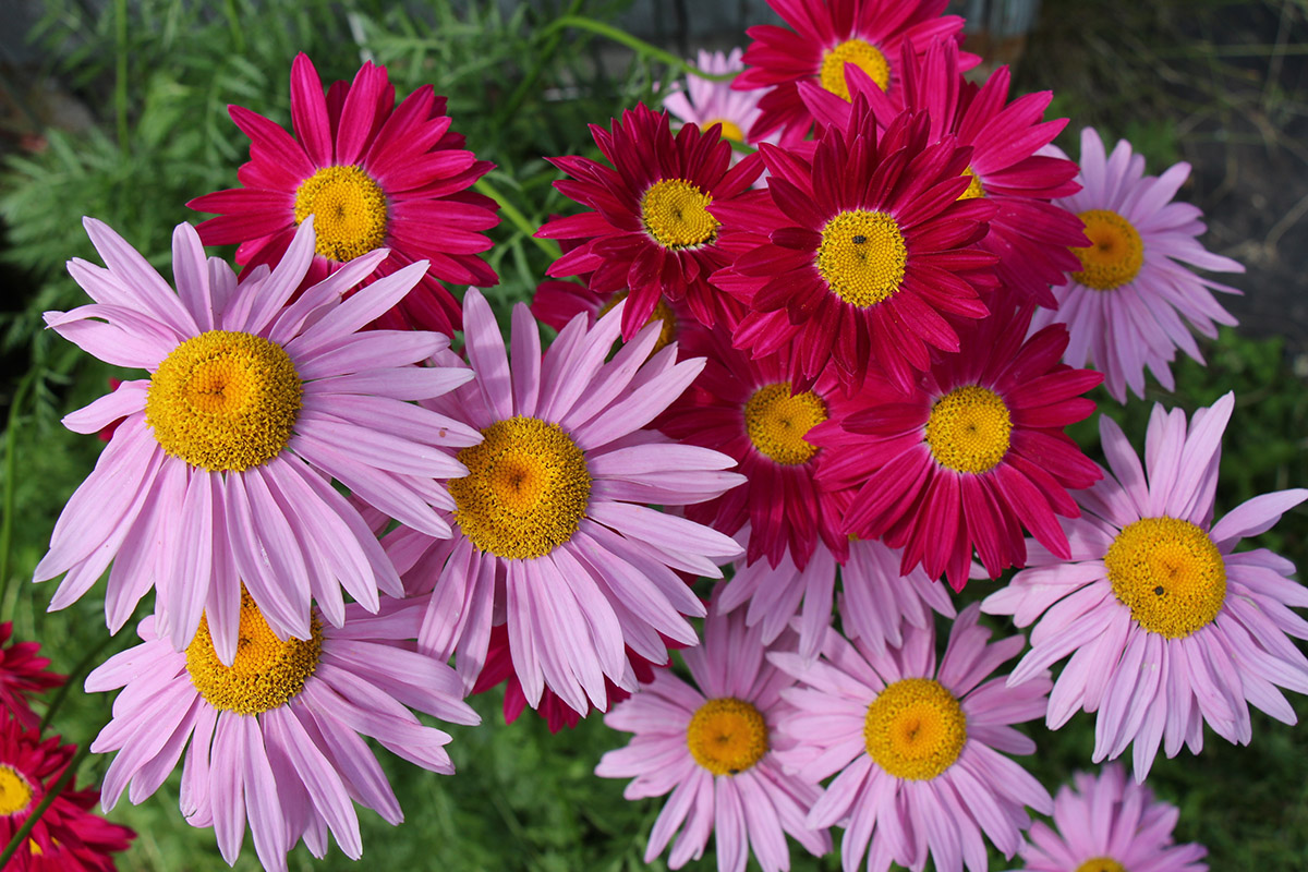 10 Types of Daisies to Grow | Petal Talk