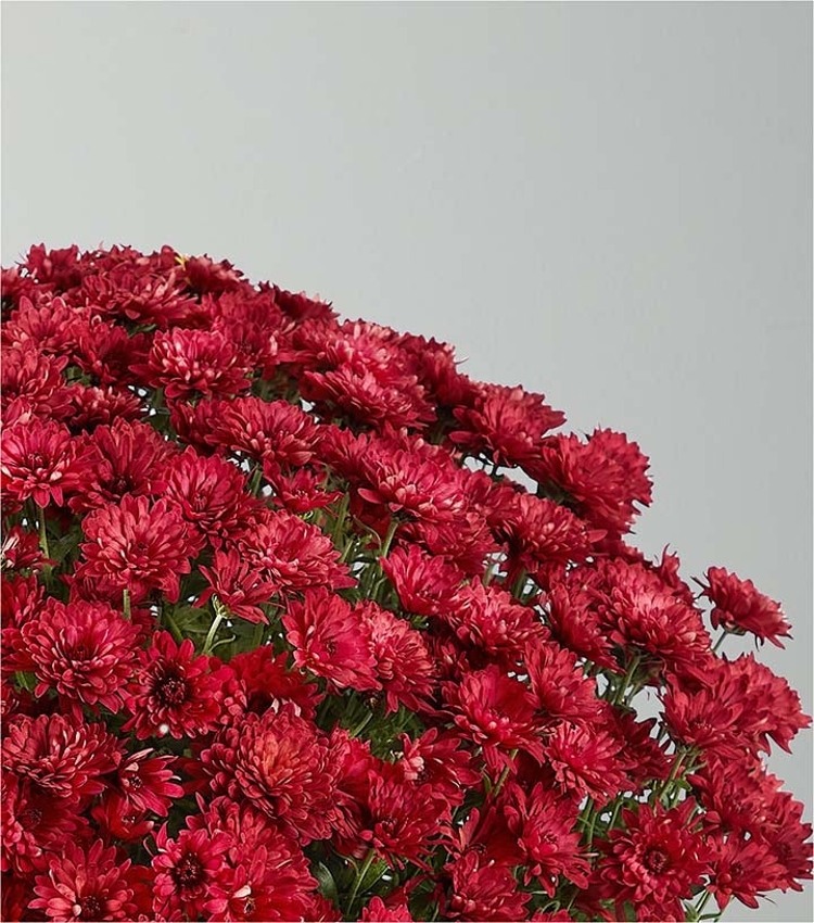 Buy Mum Plants in Budding Stage