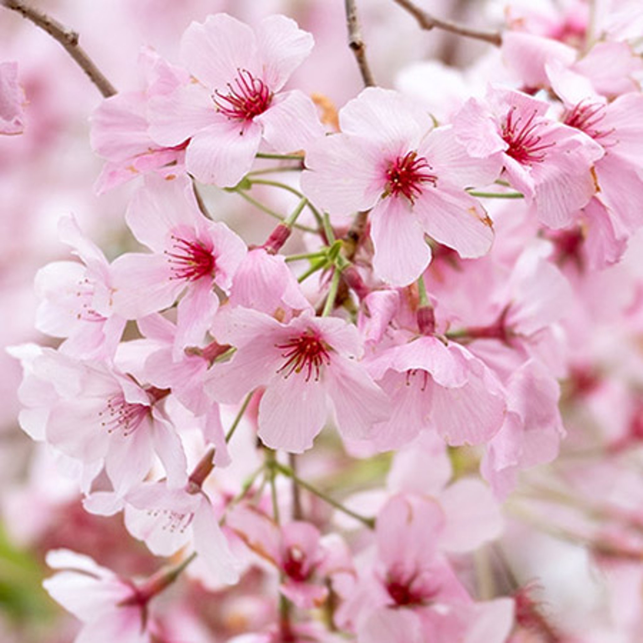 The Most Beautiful Flowers in the World | Petal Talk