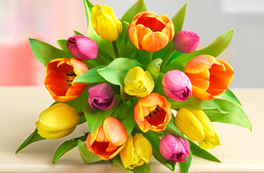 10 Fun Facts About Tulips | Tulip Facts