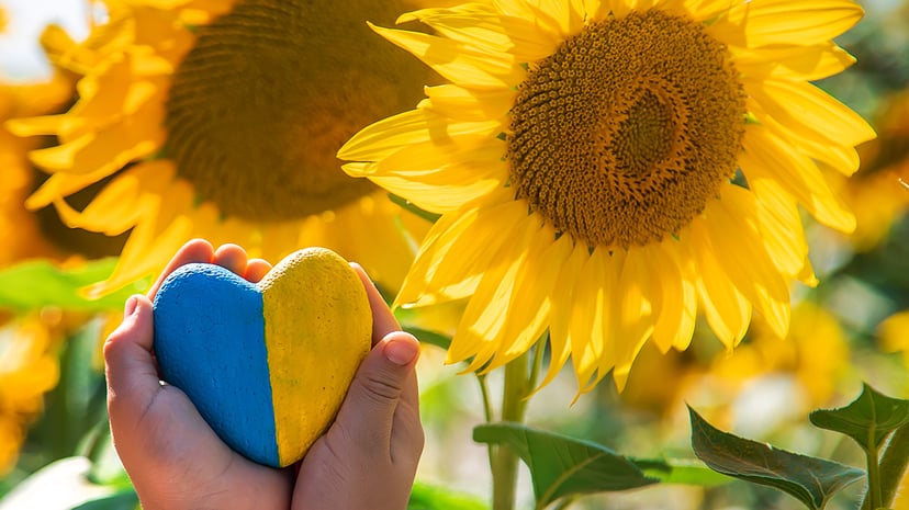 Sunflower Meaning and Symbolism | Petal Talk