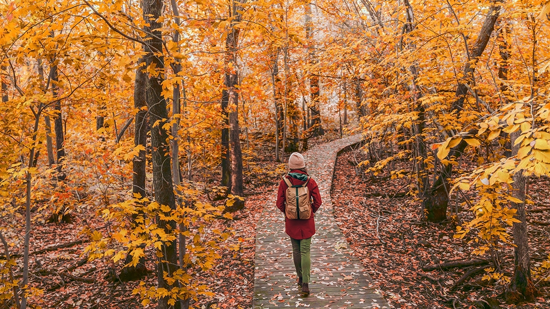 Fall Leaves and Foliage Facts | Petal Talk