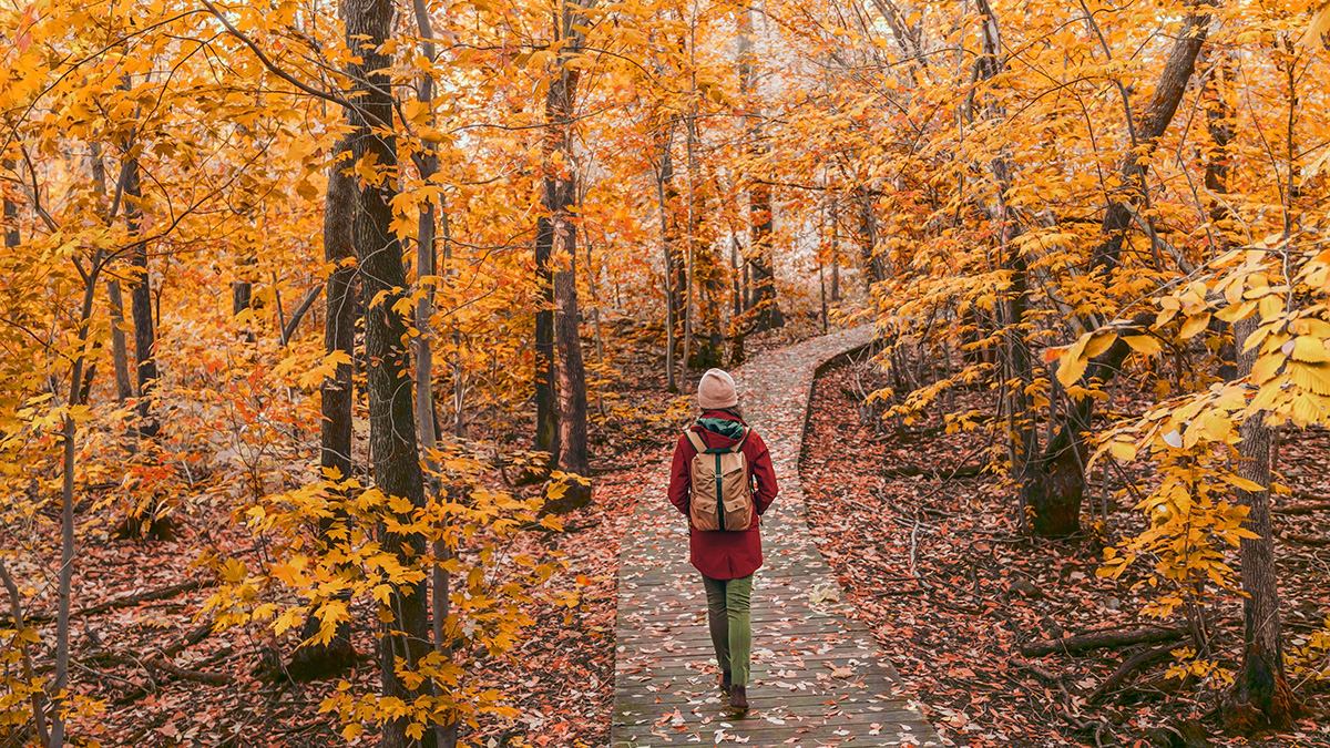 Fall Leaves and Foliage Facts | Petal Talk