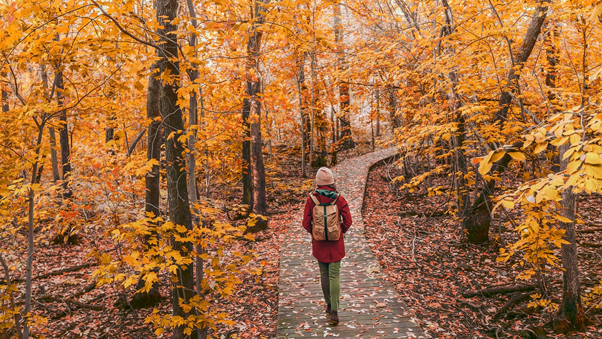 Fall Leaves and Foliage Facts | Petal Talk