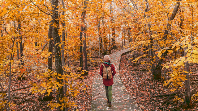 Fall Leaves and Foliage Facts | Petal Talk