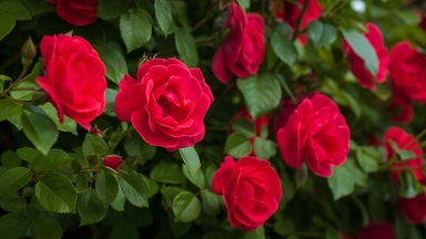 Meaning of Red Roses | Petal Talk