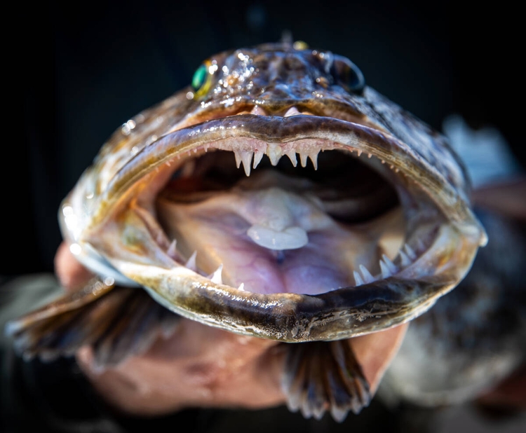 Lingcod: What is It? | Vital Choice