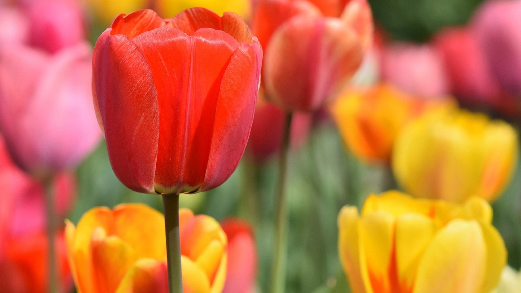 10 Fun Facts About Tulips | Tulip Facts