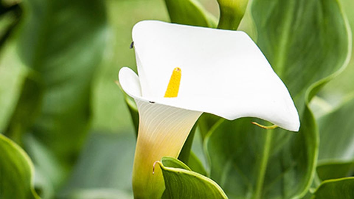 25 Types of White Flowers | Petal Talk
