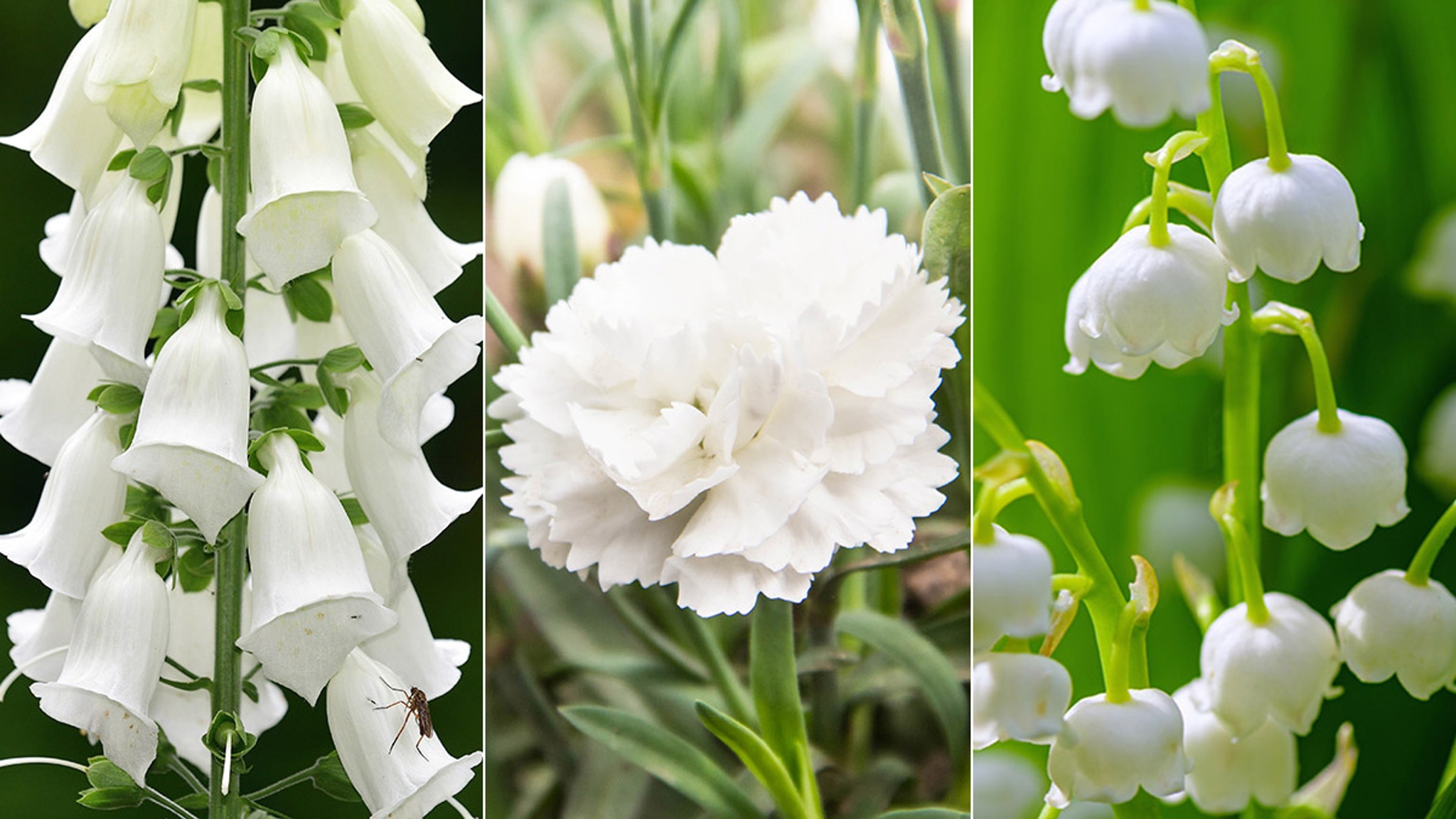 25 Types of White Flowers | Petal Talk