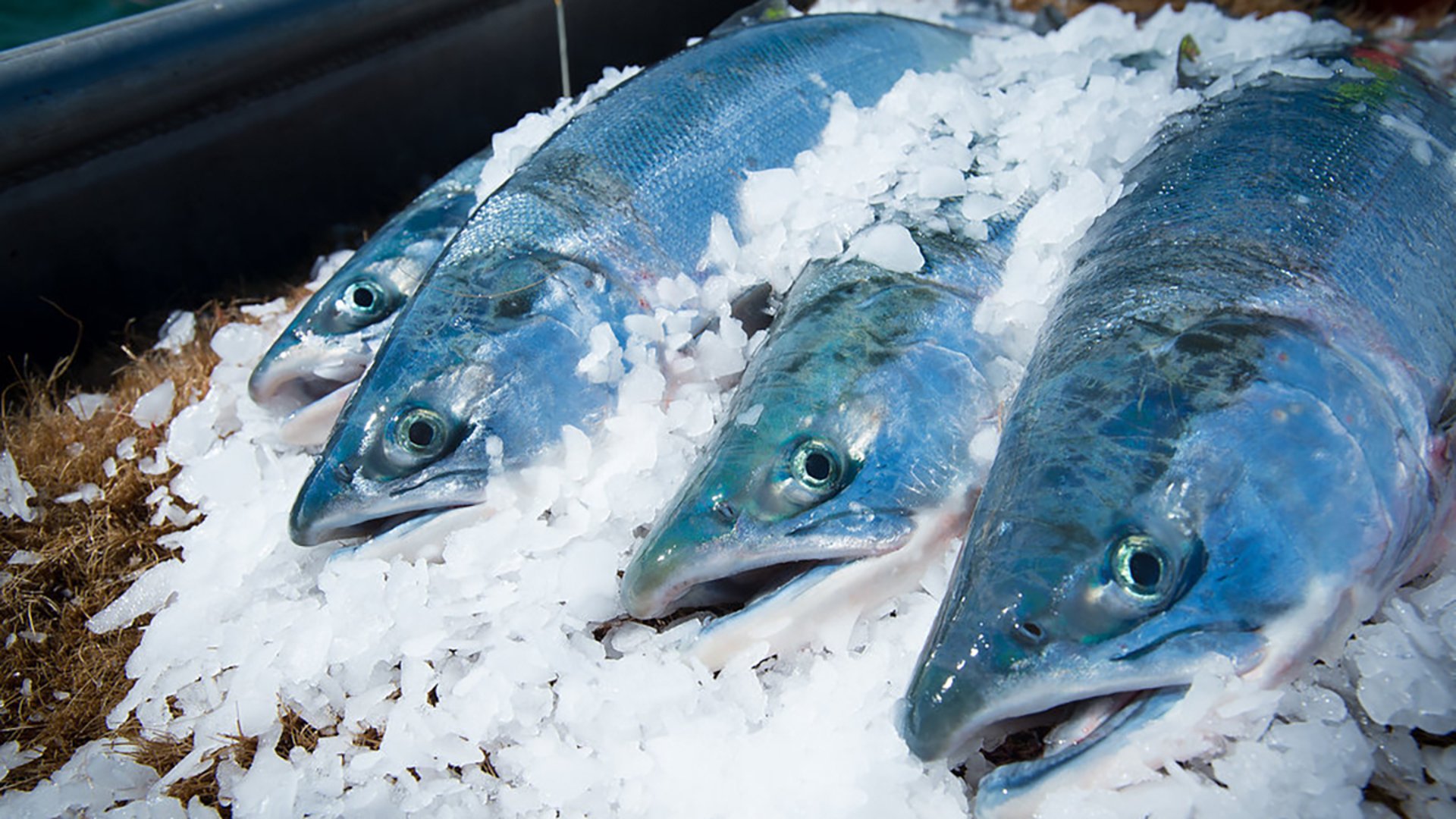 The Healthiest Types of Salmon | Vital Choice