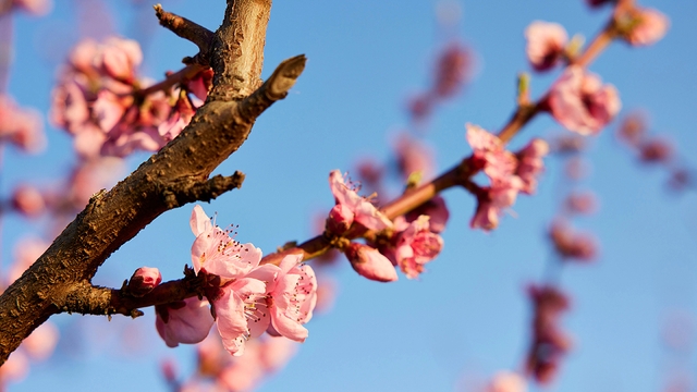 24 Blooming Facts About Spring | The Table by Harry & David