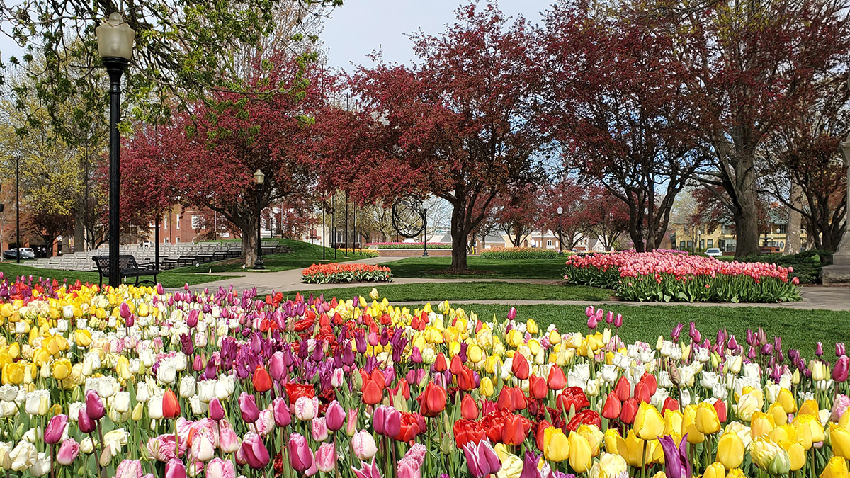Best Tulip Festivals in the World 2025 | Petal Talk