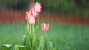 April Showers Bring May Flowers Origin | Petal Talk