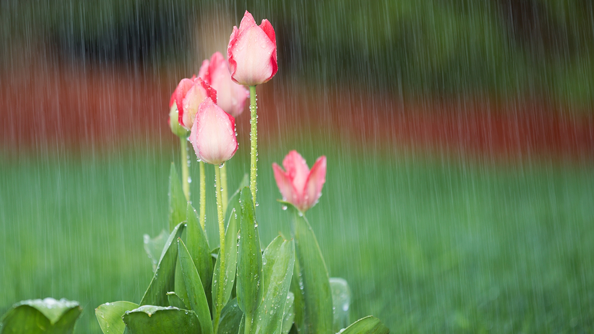 April Showers Bring May Flowers Origin | Petal Talk