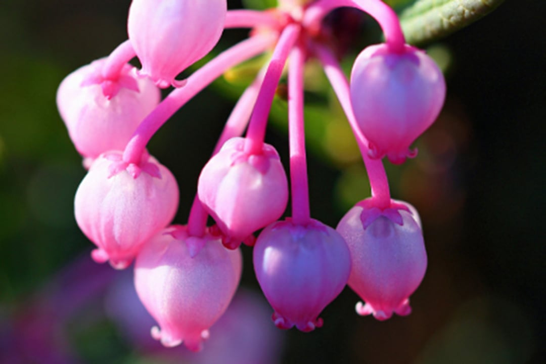 Irish Flowers You Should Know for St. Patrick's Day | Petal Talk