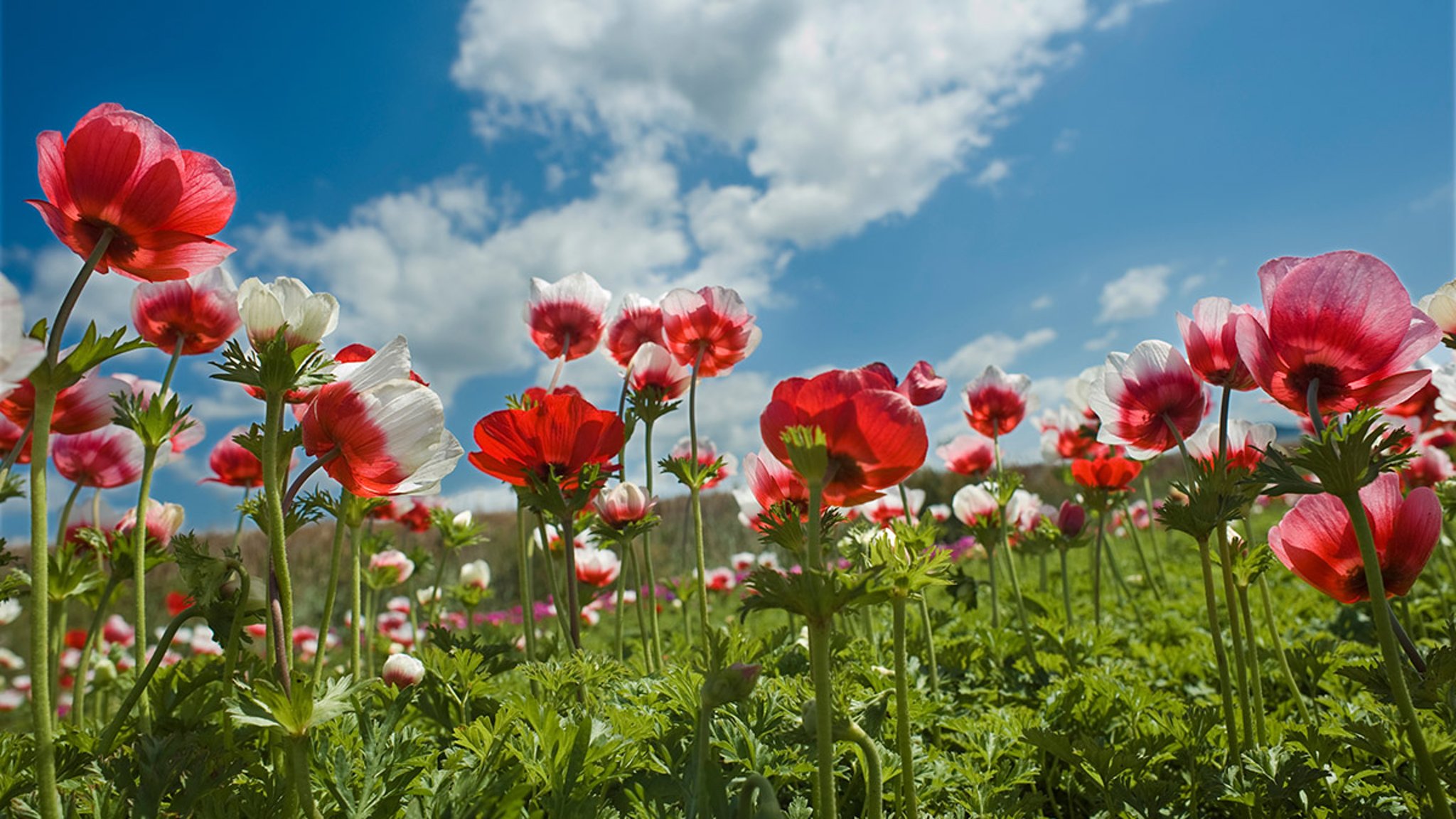 Anemone Flower Facts | Petal Talk