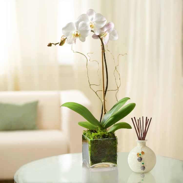 Guide to Light for Houseplants | Petal Talk