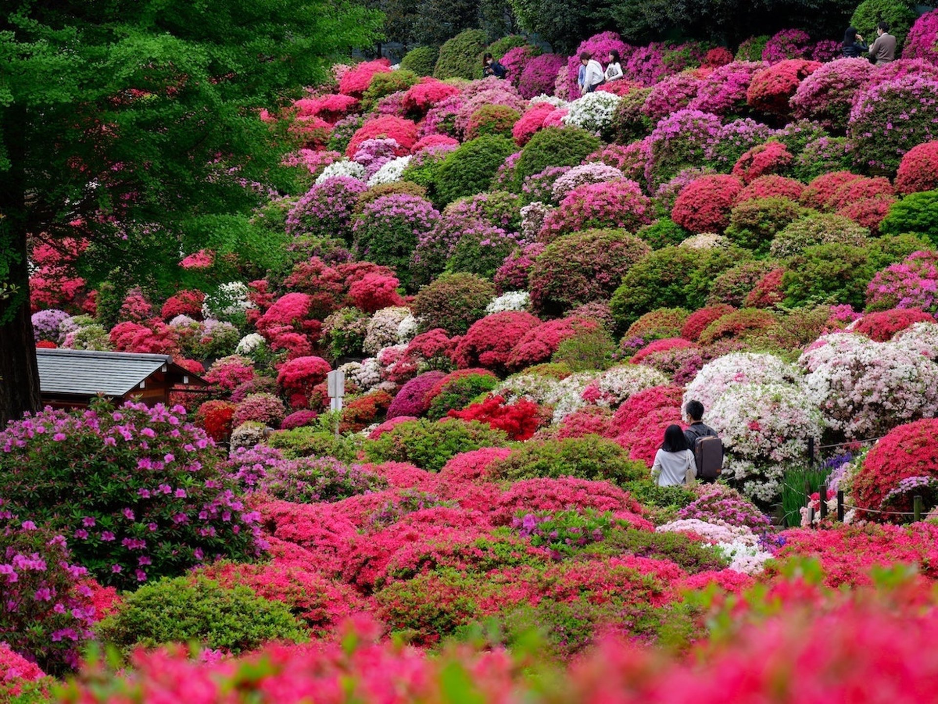 Chinese Flowers: Cultural Significance and Symbolism | Petal Talk