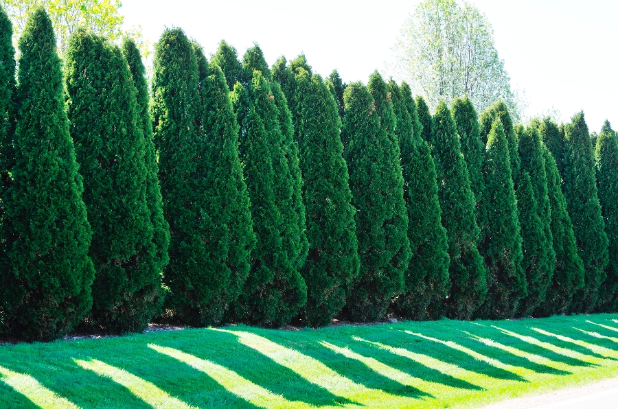 Backyard Privacy Trees & Ideas | Petal Talk