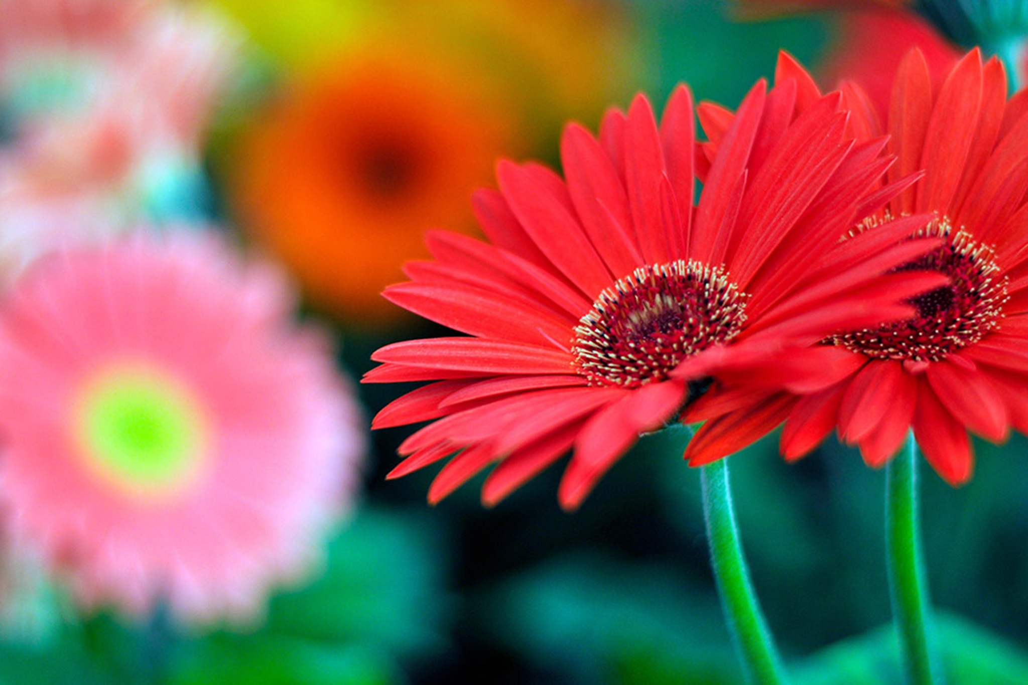 10 Types of Daisies to Grow | Petal Talk