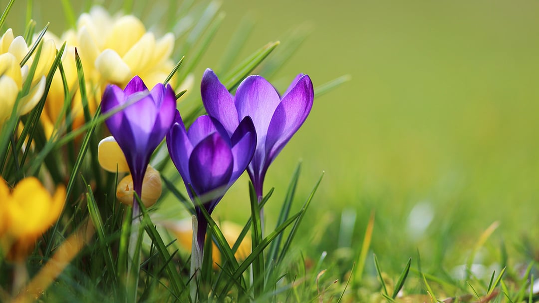 10 Popular Spring Flowers | Petal Talk