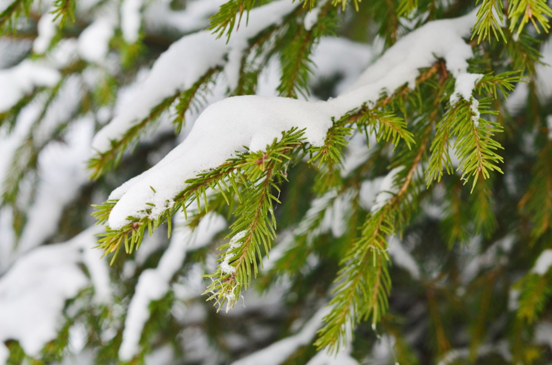 Types of Christmas Greenery | Petal Talk