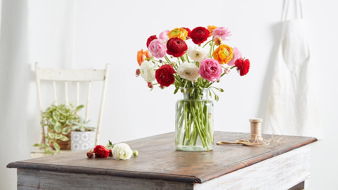 Ranunculus Flower Facts | Petal Talk