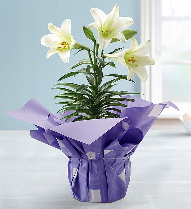 Easter Gift Ideas for Adults | Petal Talk