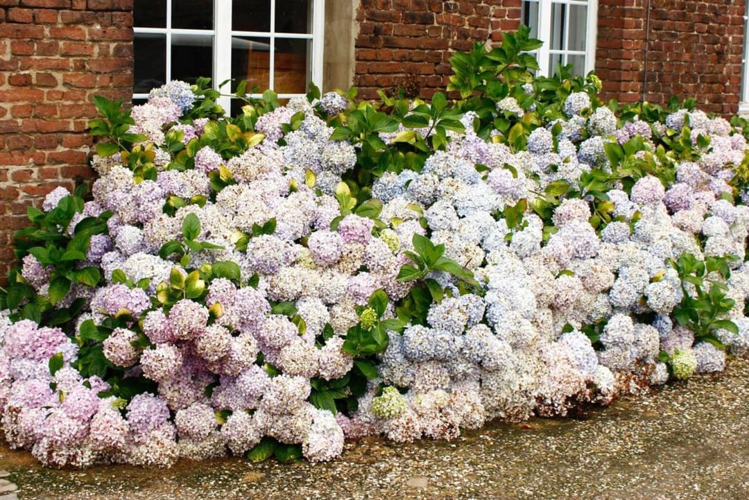 All About Hydrangeas | Petal Talk
