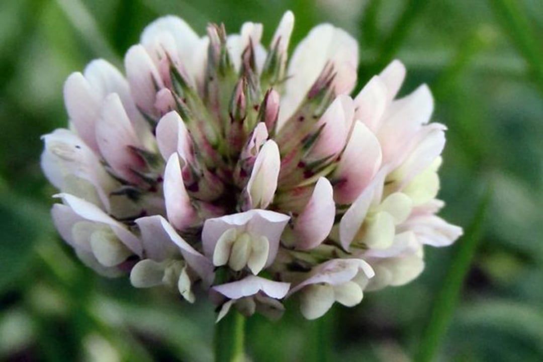 Irish Flowers You Should Know for St. Patrick's Day | Petal Talk