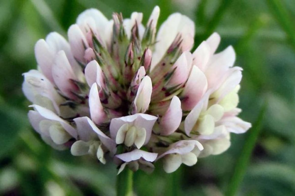Irish Flowers You Should Know for St. Patrick's Day | Petal Talk