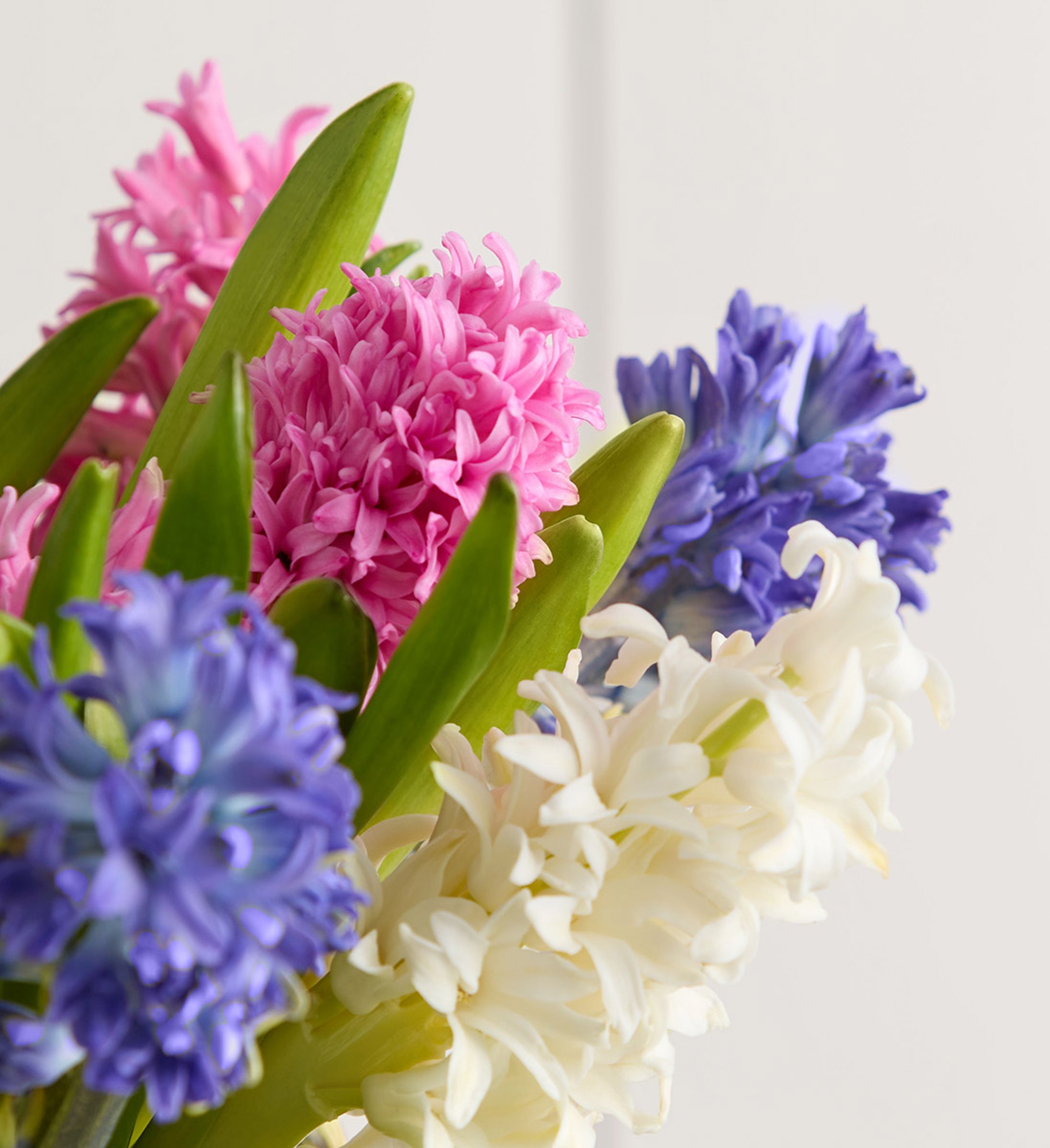 Hyacinth Symbolism, Origins, and Meaning | Petal Talk