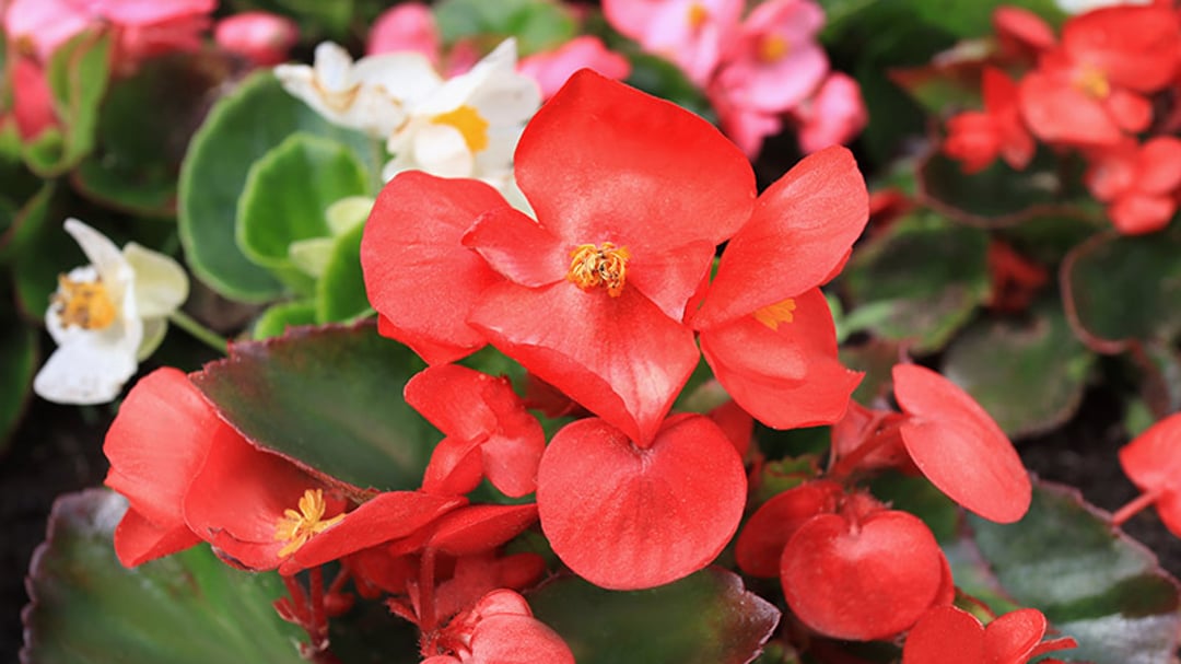 25 Types of Red Flowers | Petal Talk