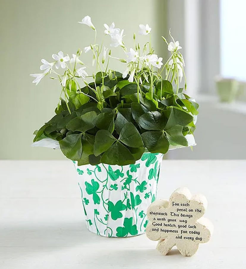 12 Good Luck Gifts & Their Meanings | Petal Talk