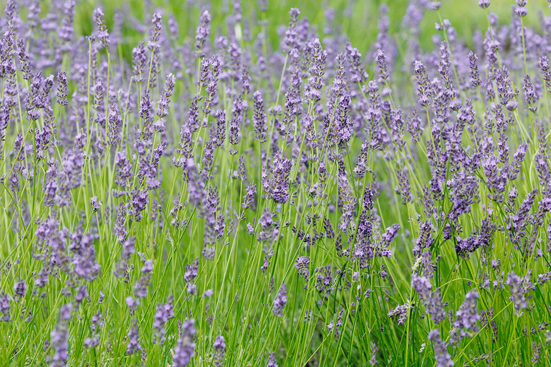 5 Types of Lavender for Your Home or Garden | Petal Talk