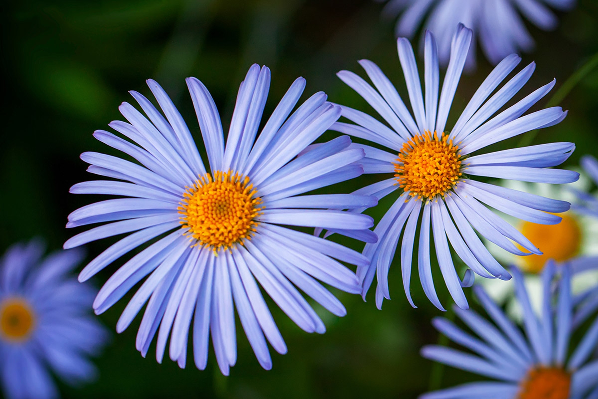 10 Types of Daisies to Grow | Petal Talk