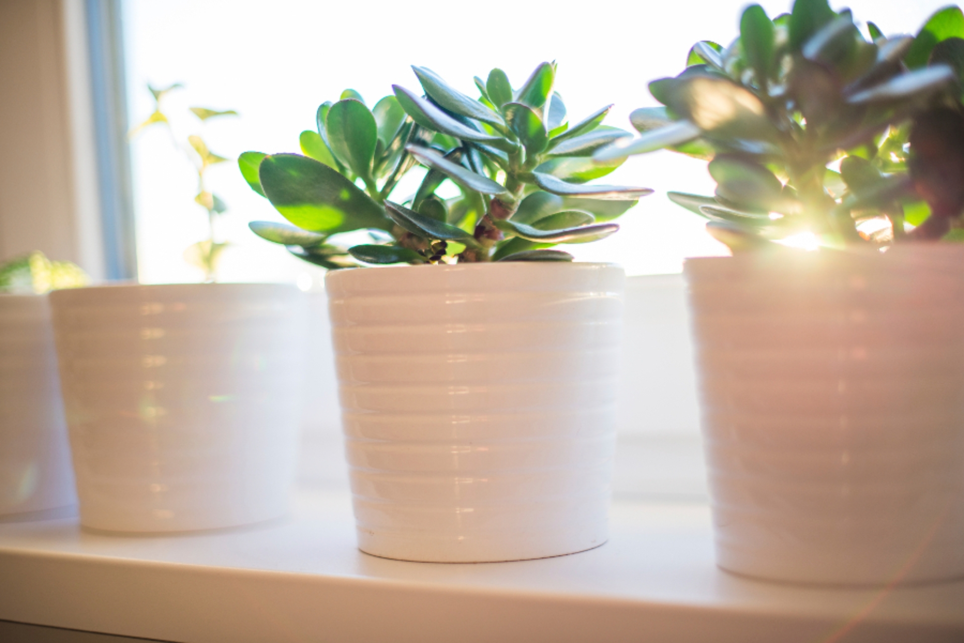 Guide to Light for Houseplants | Petal Talk