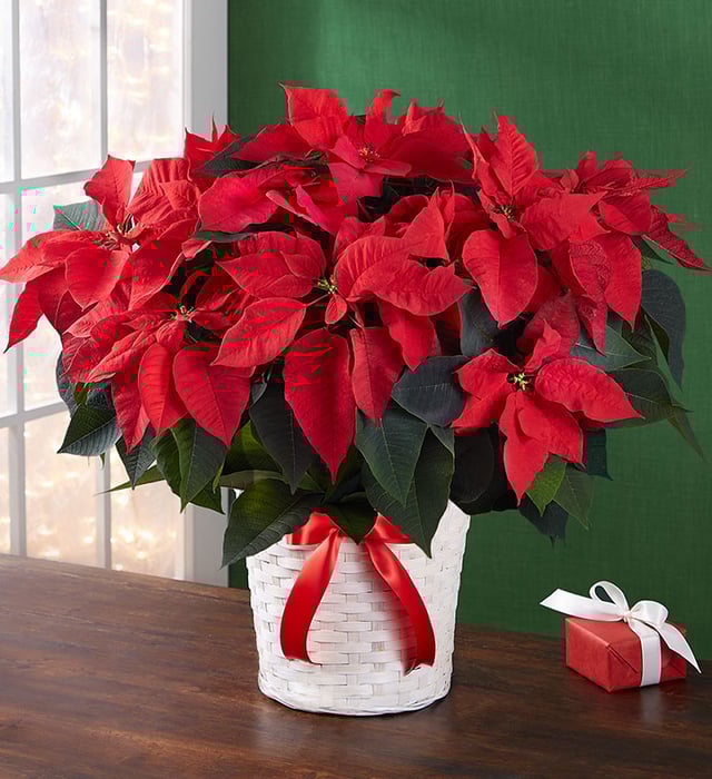 Popular Christmas Flowers to Decorate with | Petal Talk