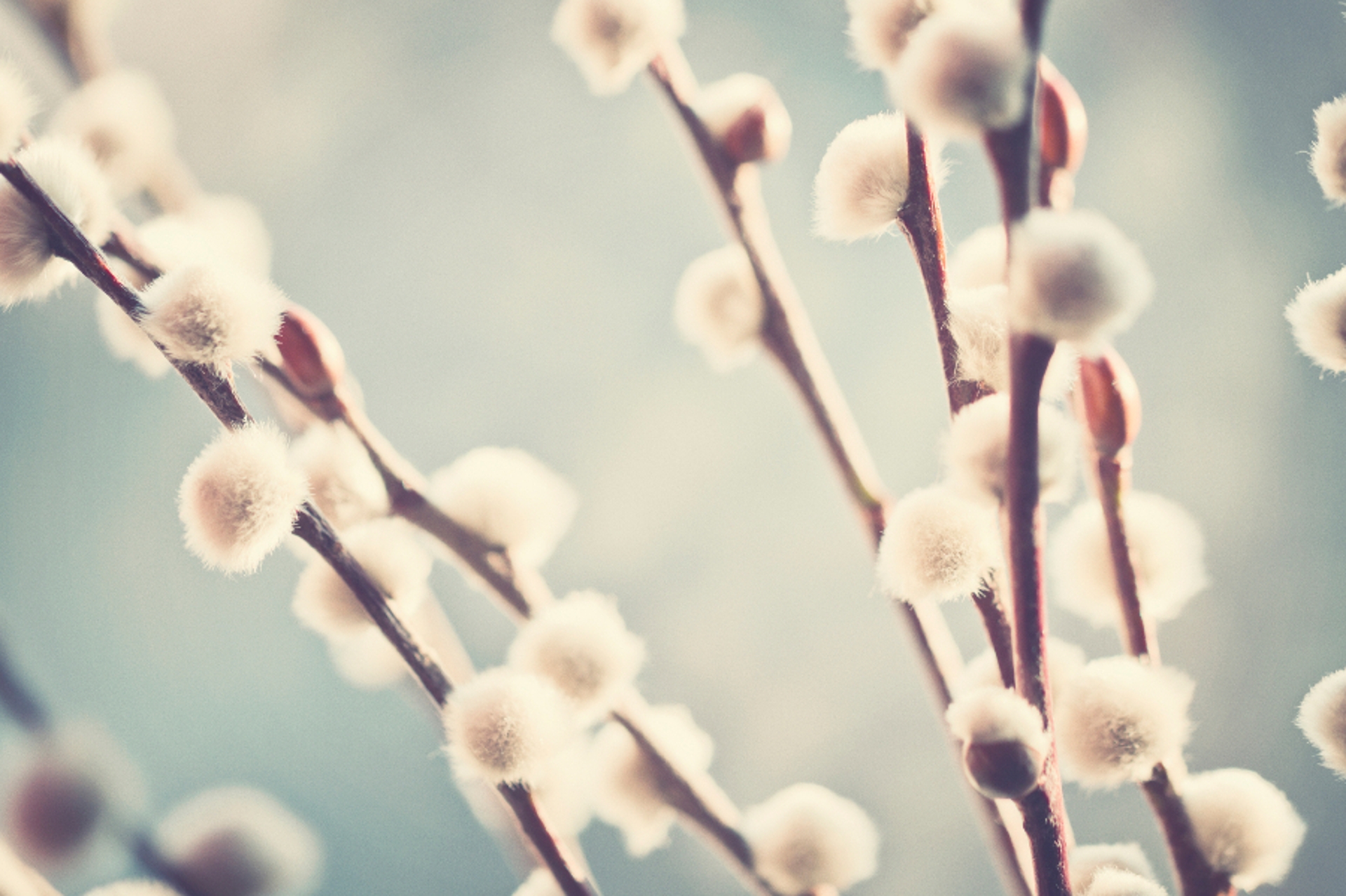 Fuzzy Flowers | Types of Fuzzy Plants and Cacti | Petal Talk